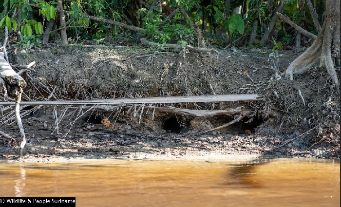 Reuzenotter bescherming en behoud Suriname :: WildlifePeople